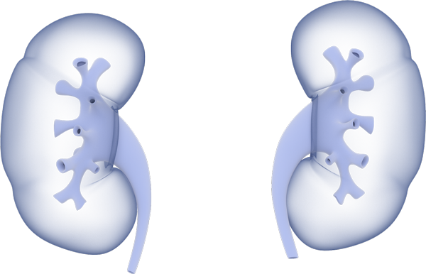 Introduction to Your Kidneys - Kidney Associates